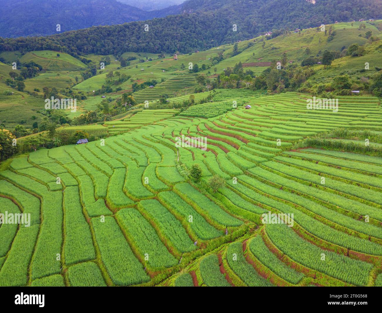 Deep green Terraced Rice Field in Chiangmai, Thailand, Pa Pong Piang ...