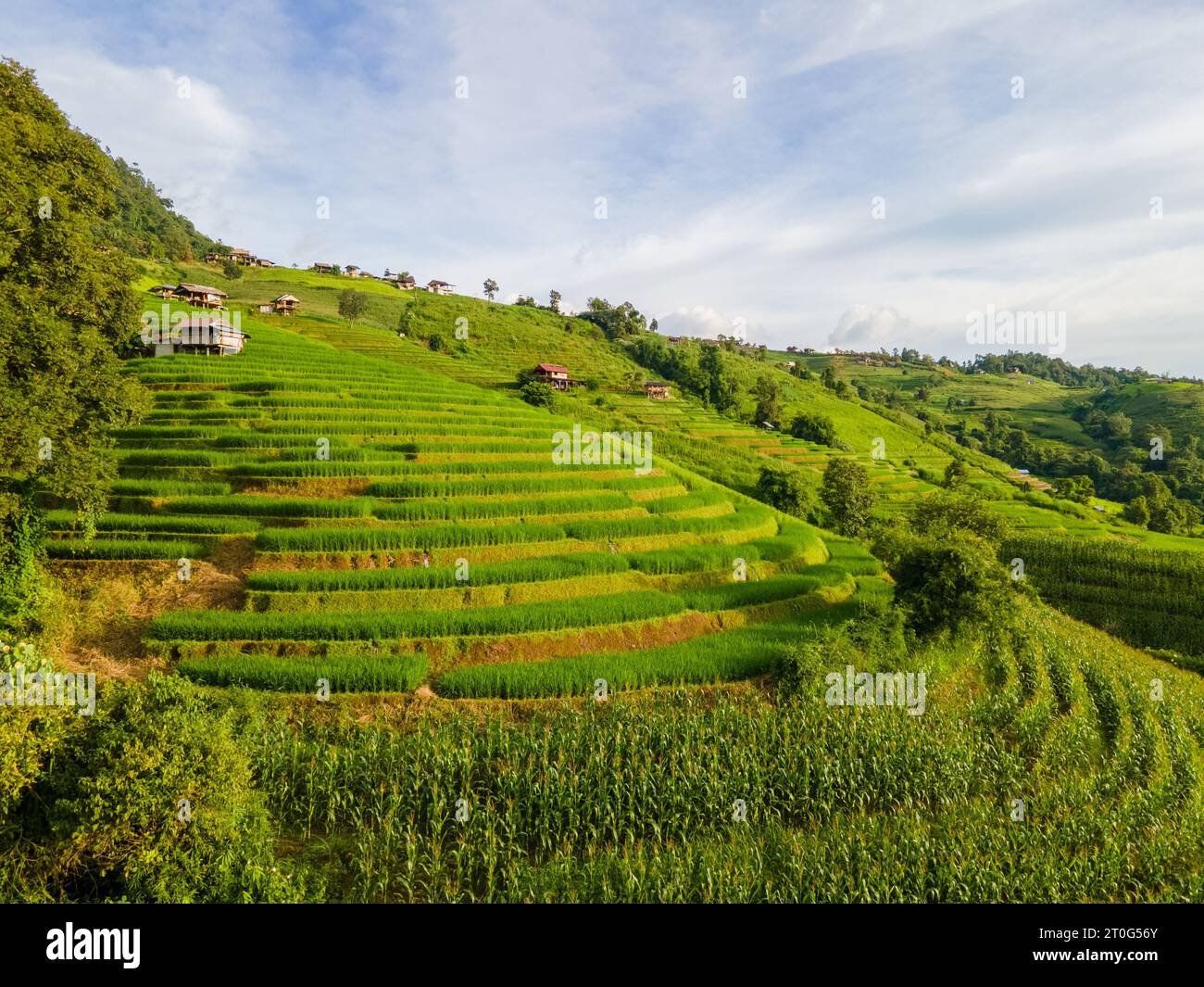 Curved green Terraced Rice Field in Chiangmai, Thailand, Pa Pong Piang ...