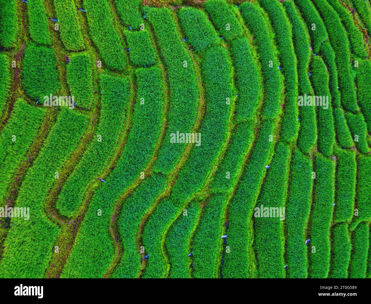 Deep green Terraced Rice Field in Chiangmai, Thailand, Pa Pong Piang ...