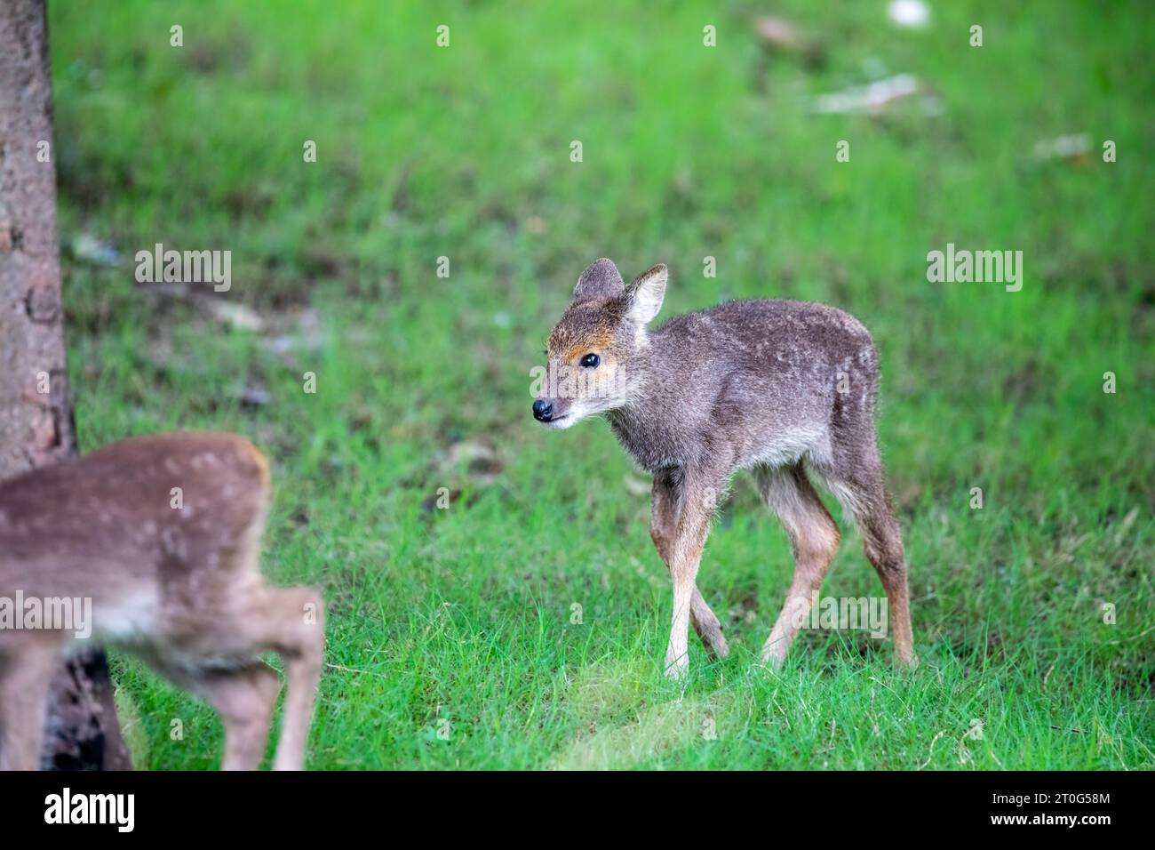 The calf of water deer (Hydropotes inermis). It is a small deer species ...