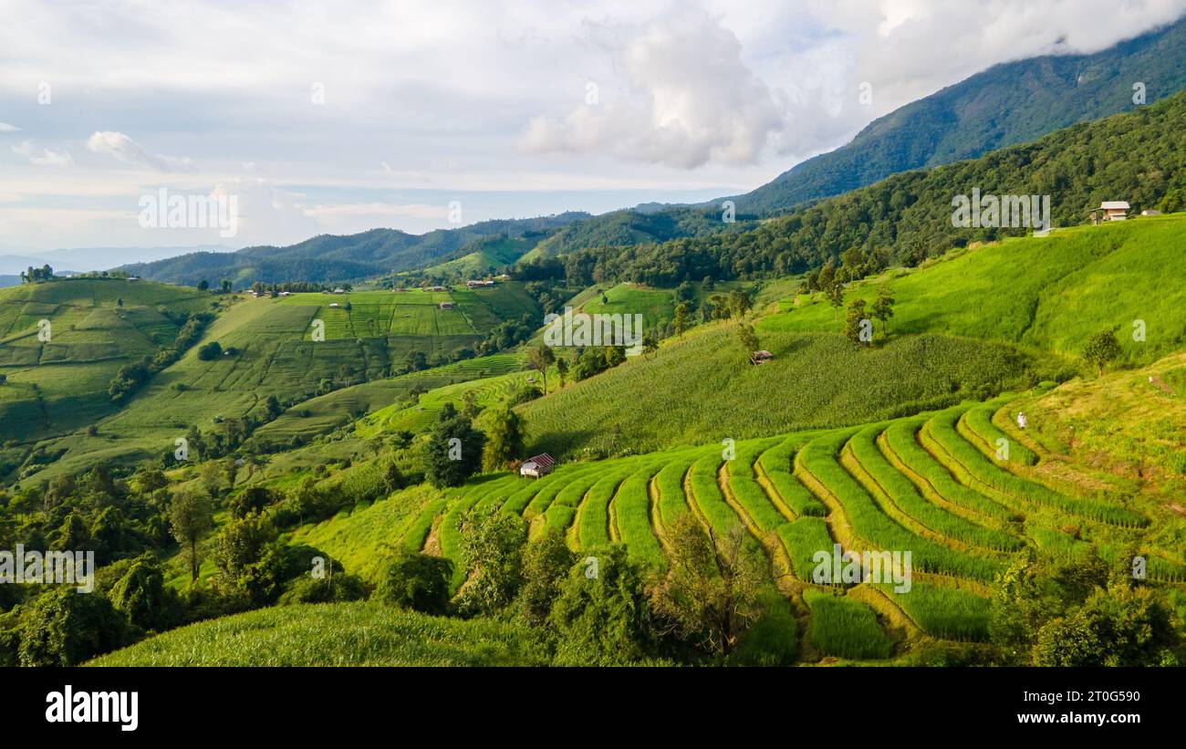 Terraced Rice Field in Chiangmai, Thailand, Pa Pong Piang rice terraces ...