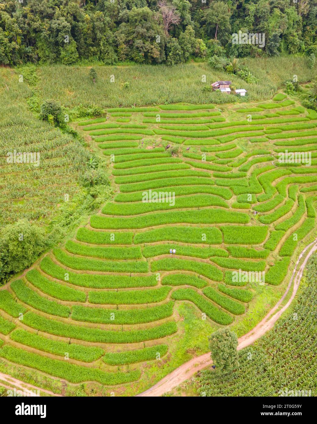 Terraced Rice Field in Chiangmai, Thailand, Pa Pong Piang rice terraces ...