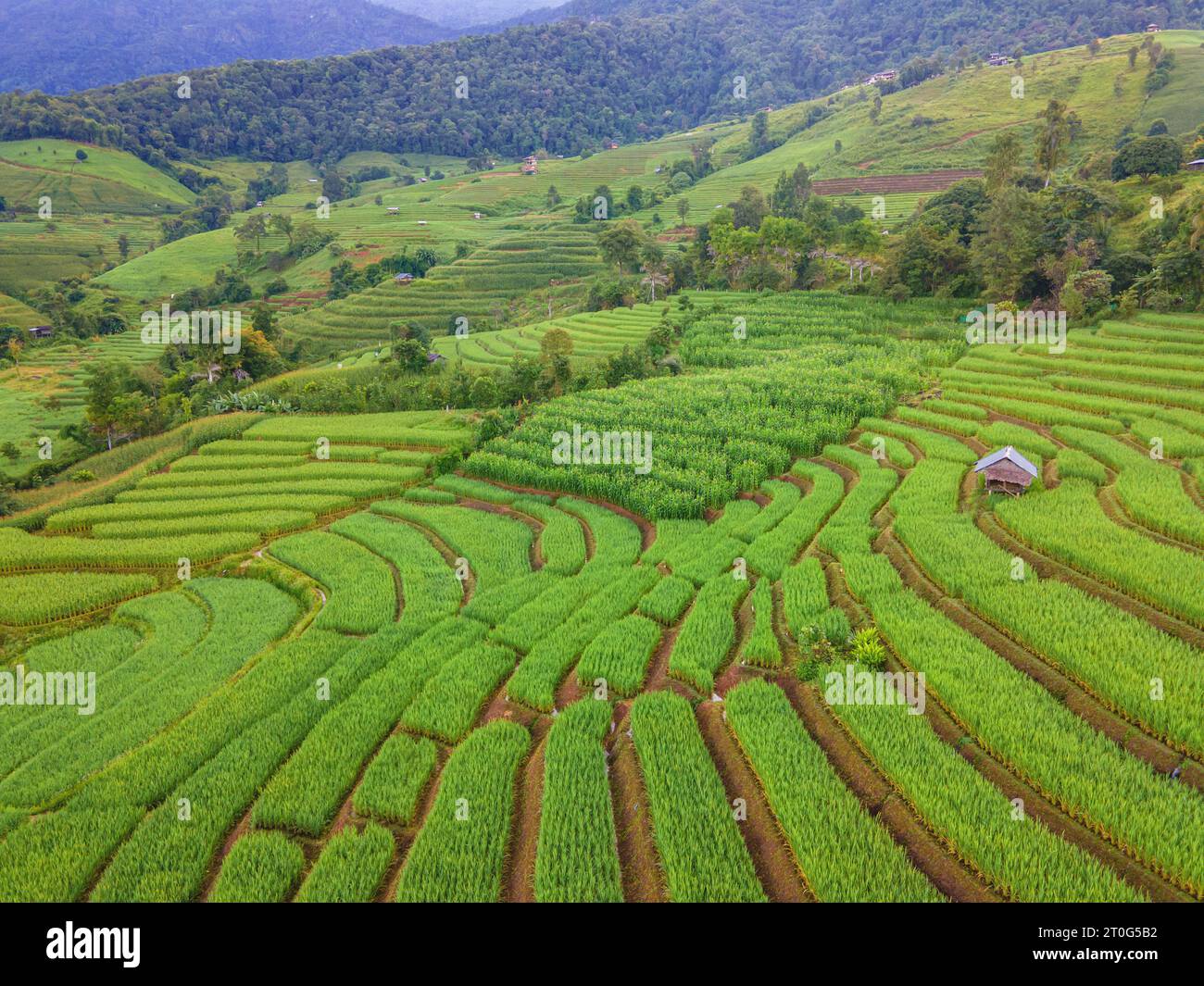 Terraced Rice Field in Chiangmai, Thailand, Pa Pong Piang rice terraces ...