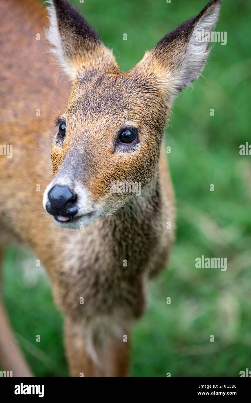 The water deer (Hydropotes inermis) is a small deer species native to ...