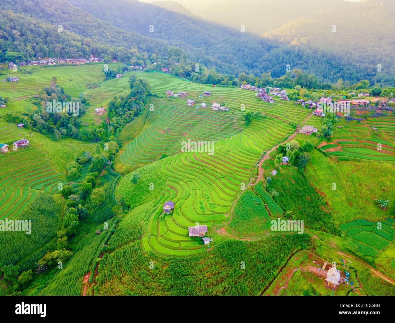 Terraced Rice Field in Chiangmai, Thailand, Pa Pong Piang rice terraces ...