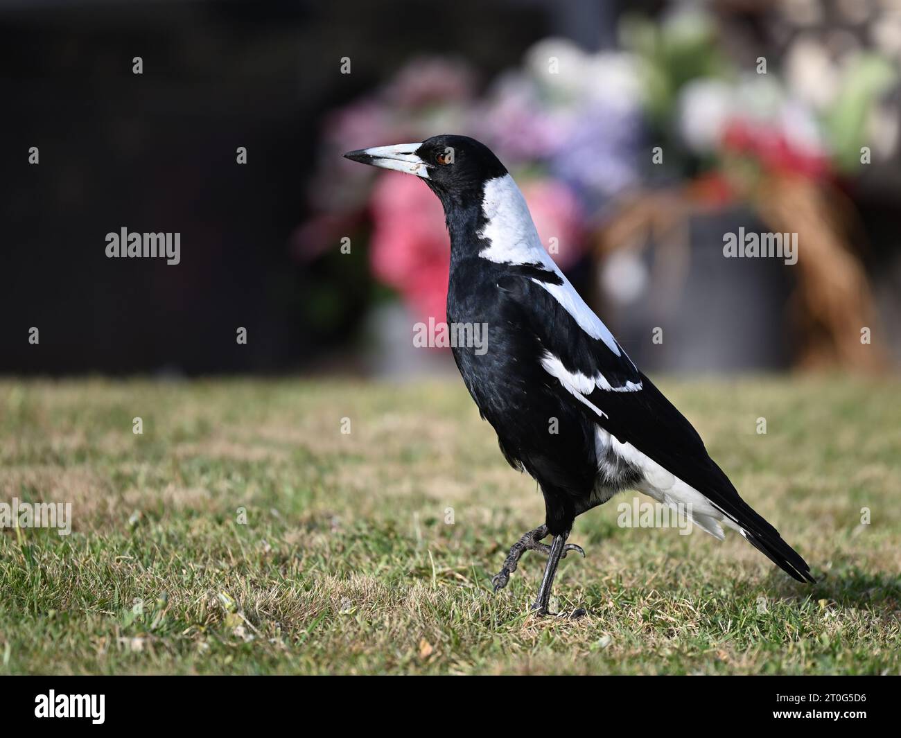 Side view of a male Australian magpie in mid-stride as it walks through ...