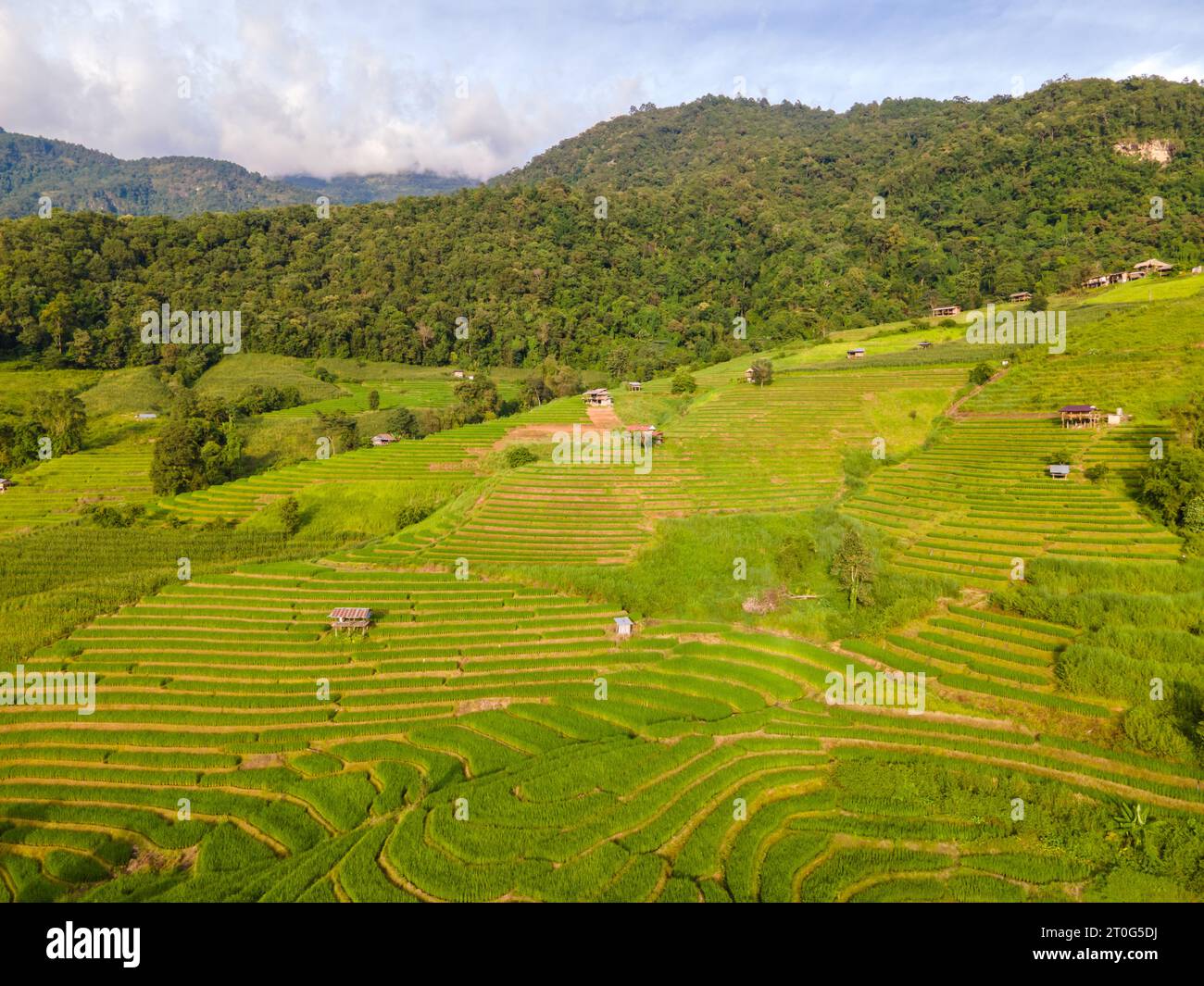Terraced Rice Field in Chiangmai, Thailand, Pa Pong Piang rice terraces ...