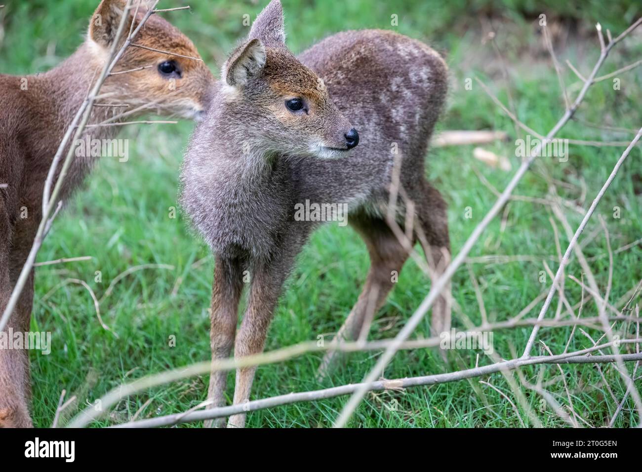 The calf of water deer (Hydropotes inermis). It is a small deer species ...