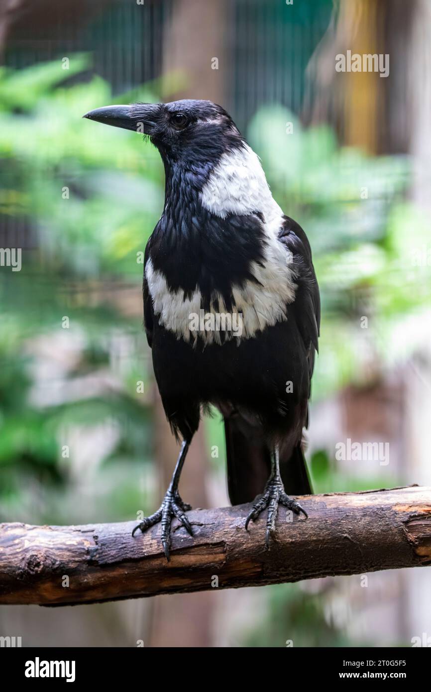 The collared crow (Corvus torquatus) is a member of the family Corvidae ...