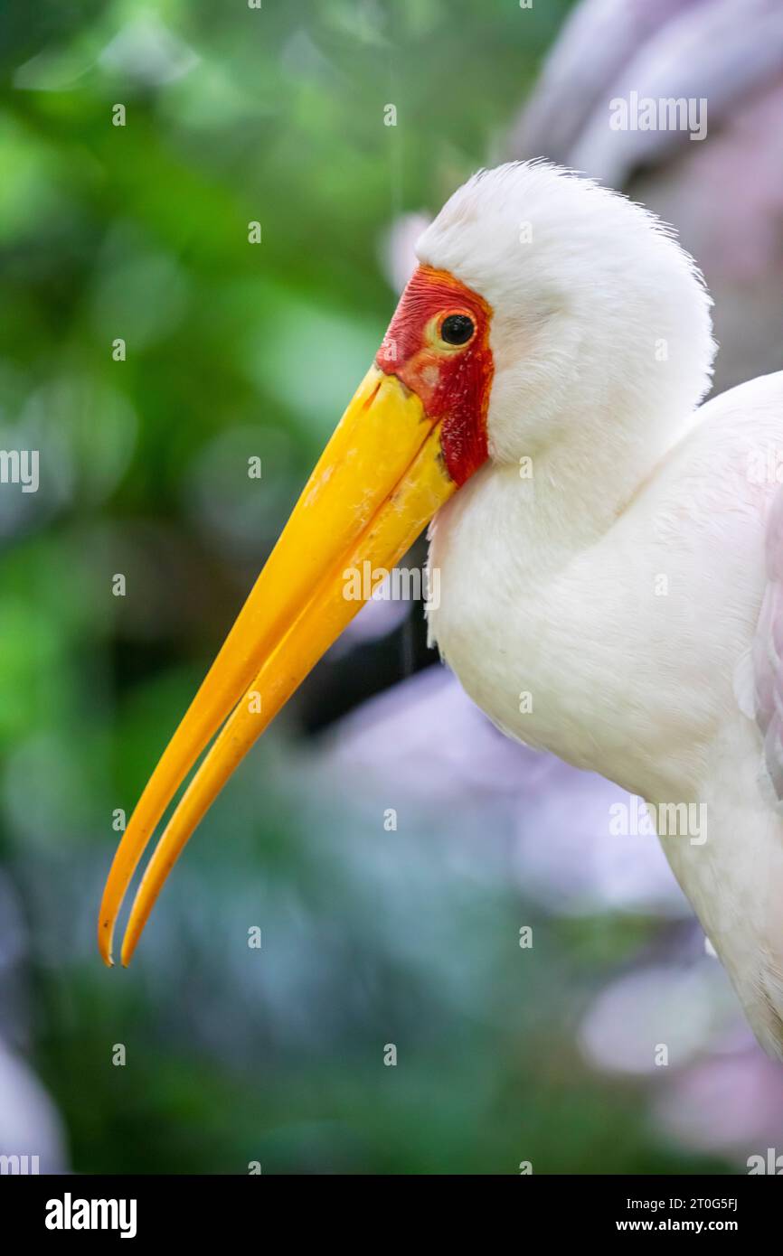 The yellow-billed stork (Mycteria ibis) is a large African wading stork ...