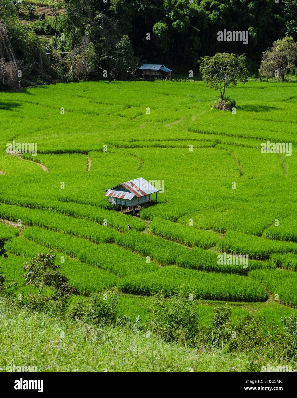 Terraced Rice Field in Chiangmai during the green rain season, Thailand ...
