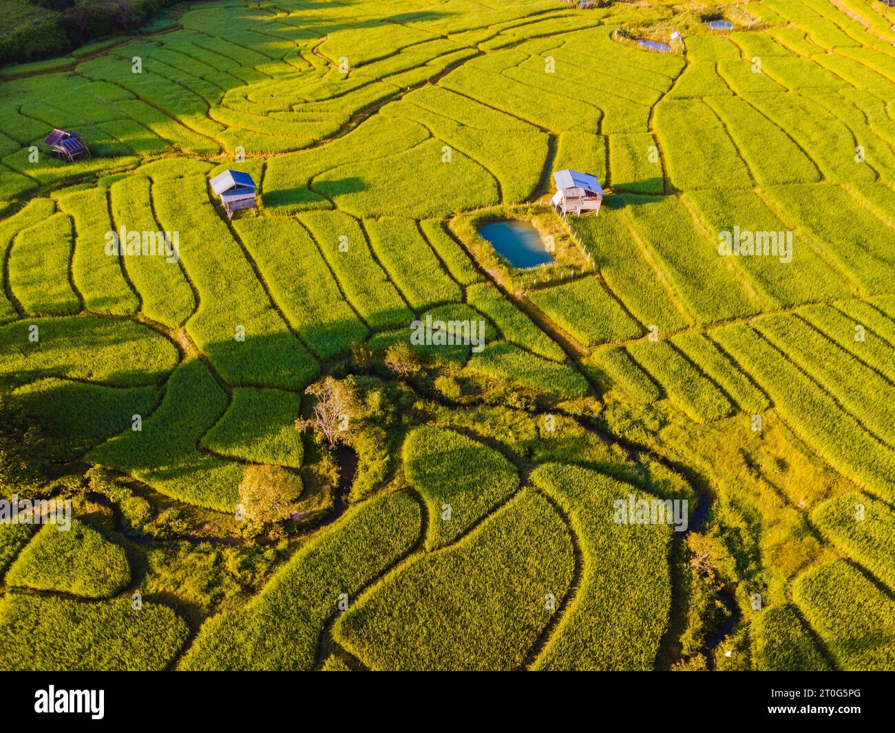 Terraced Rice Field in Chiangmai during the green rain season, Thailand ...