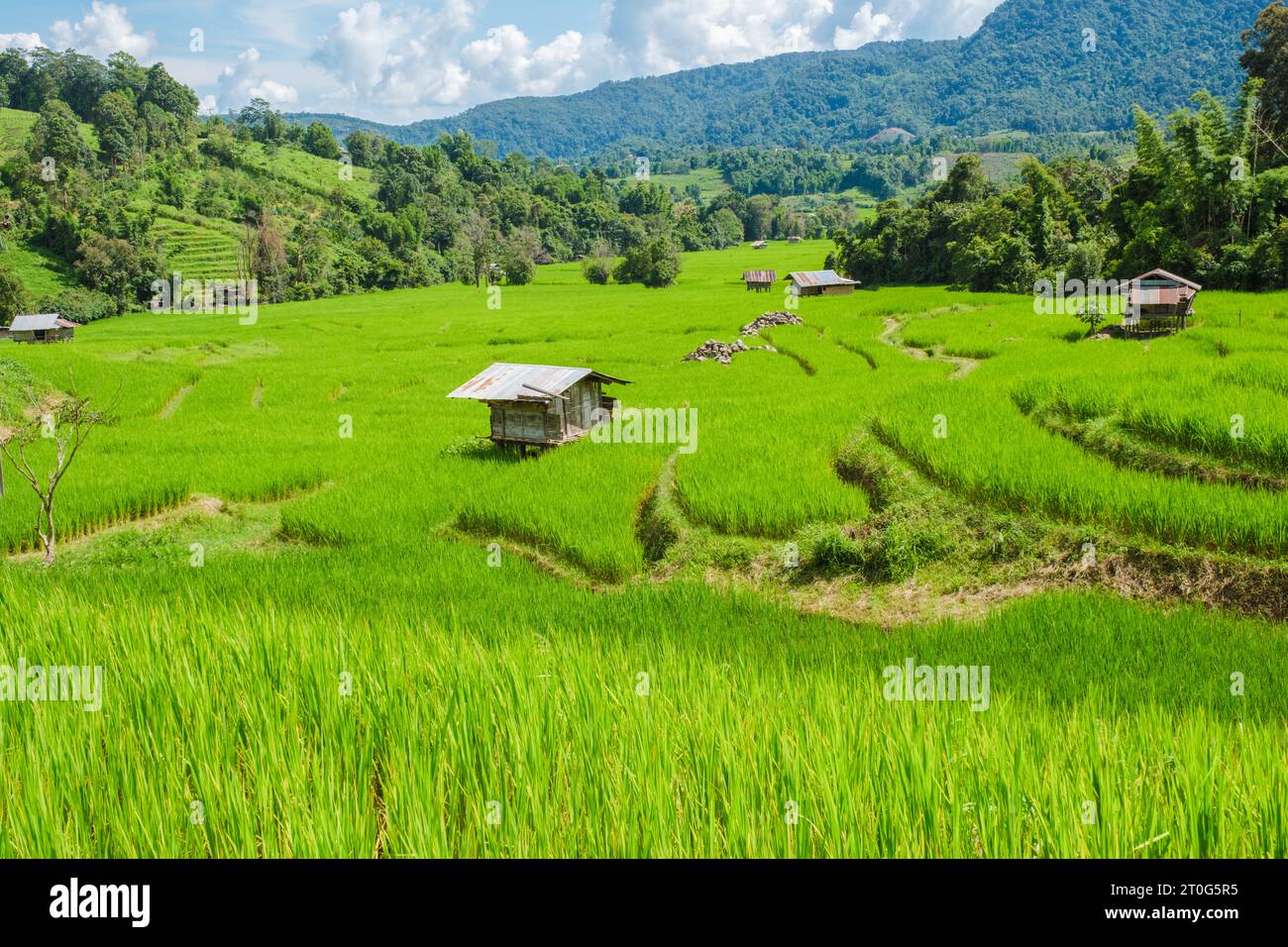 Terraced Rice Field in Chiangmai during the green rain season, Thailand. Royal Project Khun Pae ...