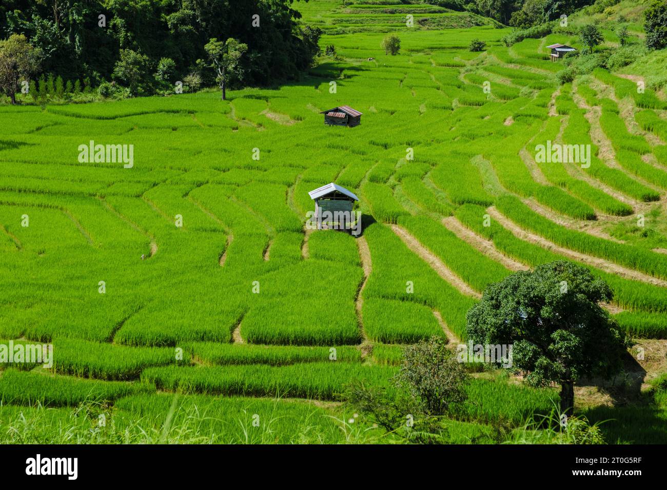 Terraced Rice Field in Chiangmai during the green rain season, Thailand. Royal Project Khun Pae ...
