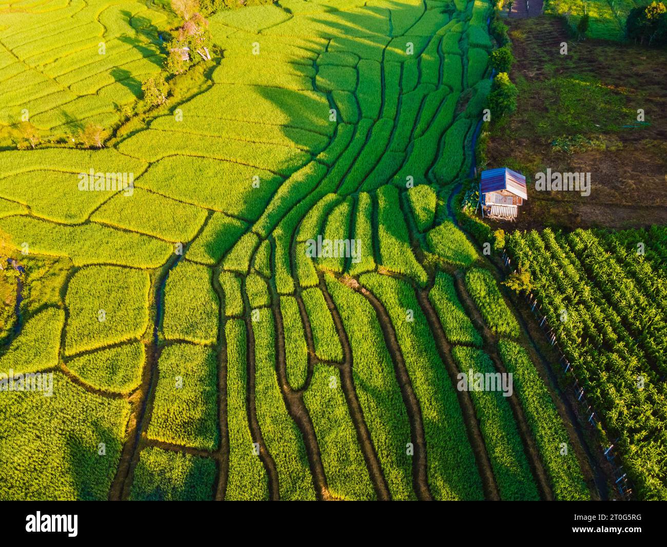 Terraced Rice Field in Chiangmai during the green rain season, Thailand ...