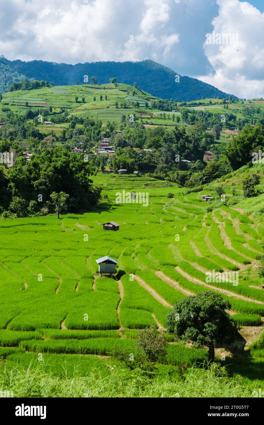 Curved Terraced Rice Field in Chiangmai during the green rain season ...