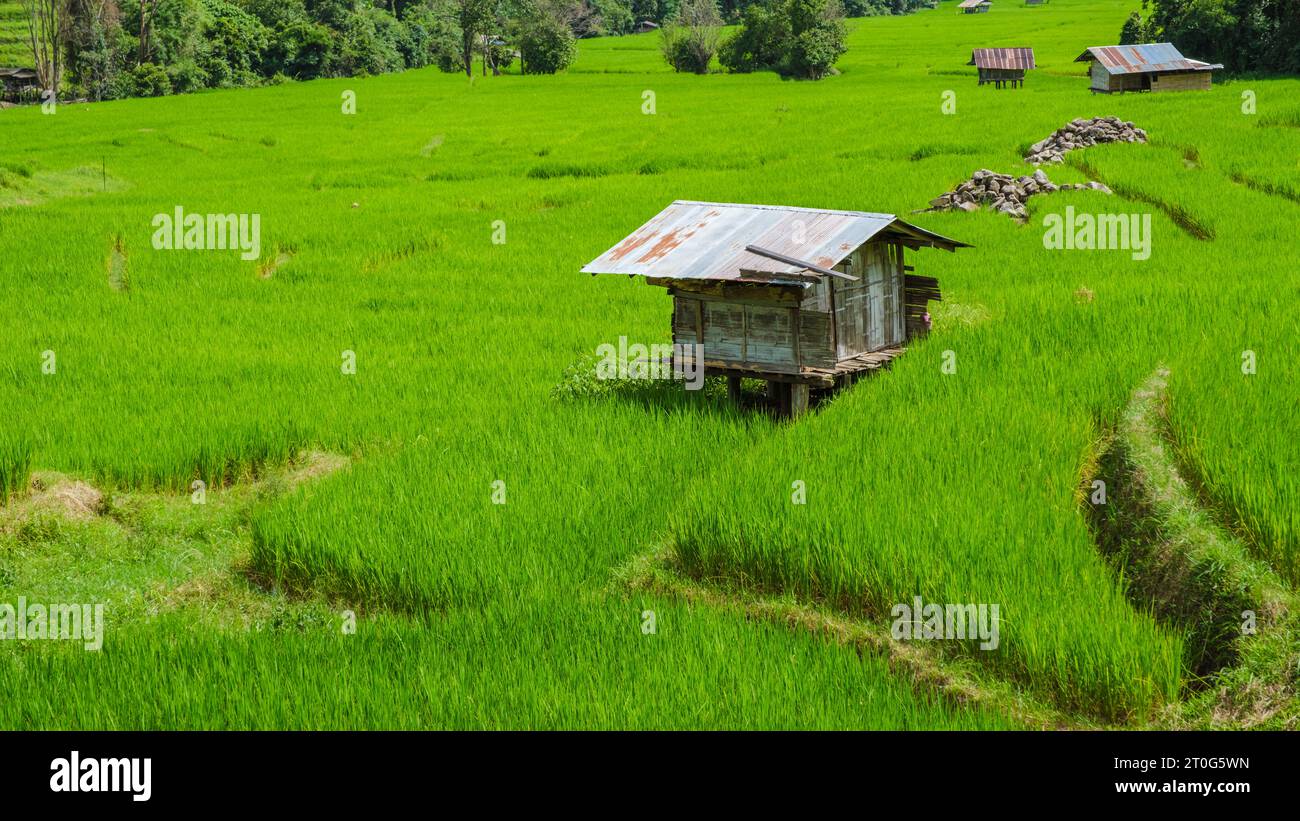 Terraced Rice Field in Chiangmai during the green rain season, Thailand ...