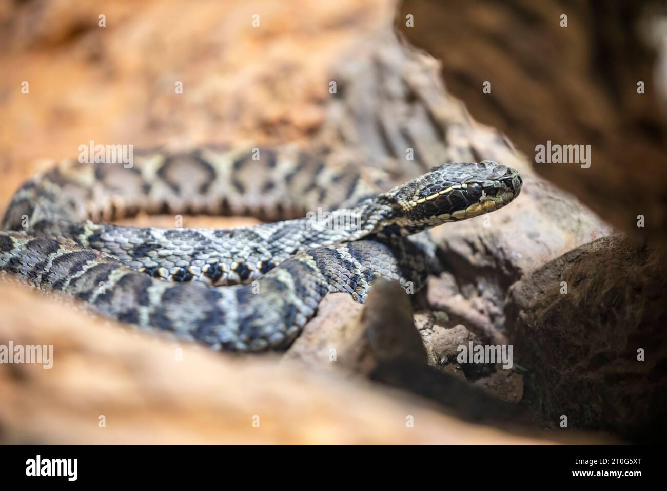 short-tailed pit viper (Gloydius brevicauda) is a venomous pitviper ...