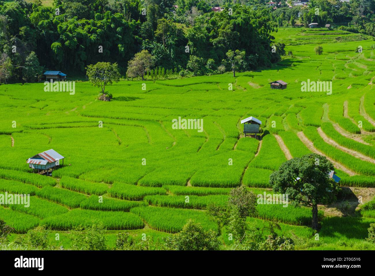 Terraced Rice Field in Chiangmai during the green rain season, Thailand. Royal Project Khun Pae ...