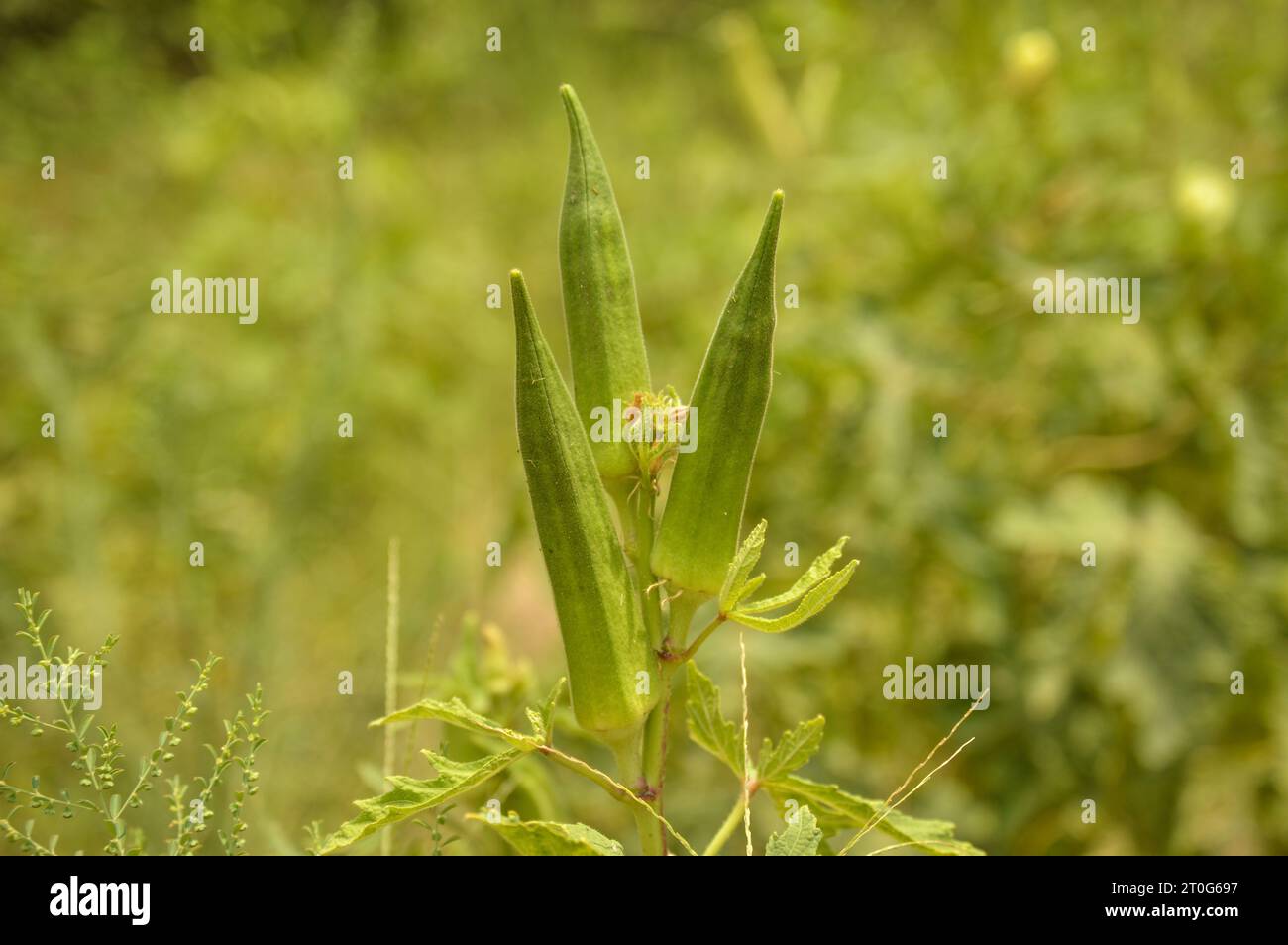 Close up of fresh Bhindi, Lady Fingers,Okra green vegetable Abelmoschus ...