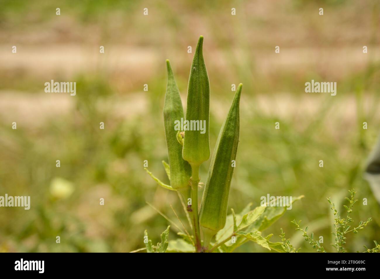 Close up of fresh Bhindi, Lady Fingers,Okra green vegetable Abelmoschus ...