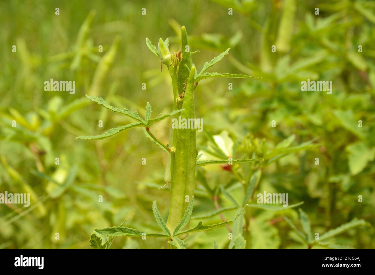 Close up of fresh Bhindi, Lady Fingers,Okra green vegetable Abelmoschus ...