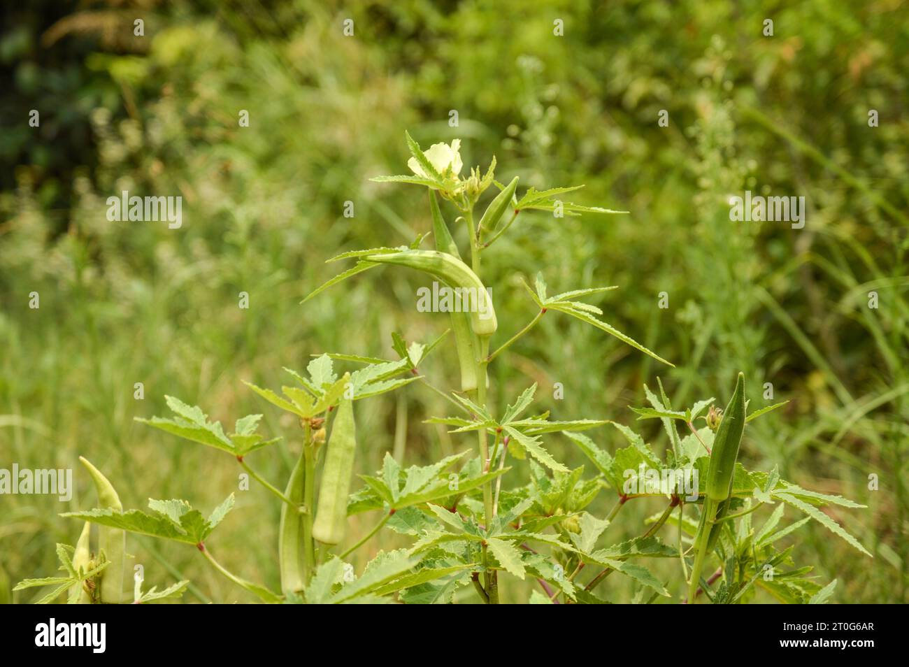 Close up of fresh Bhindi, Lady Fingers,Okra green vegetable Abelmoschus ...