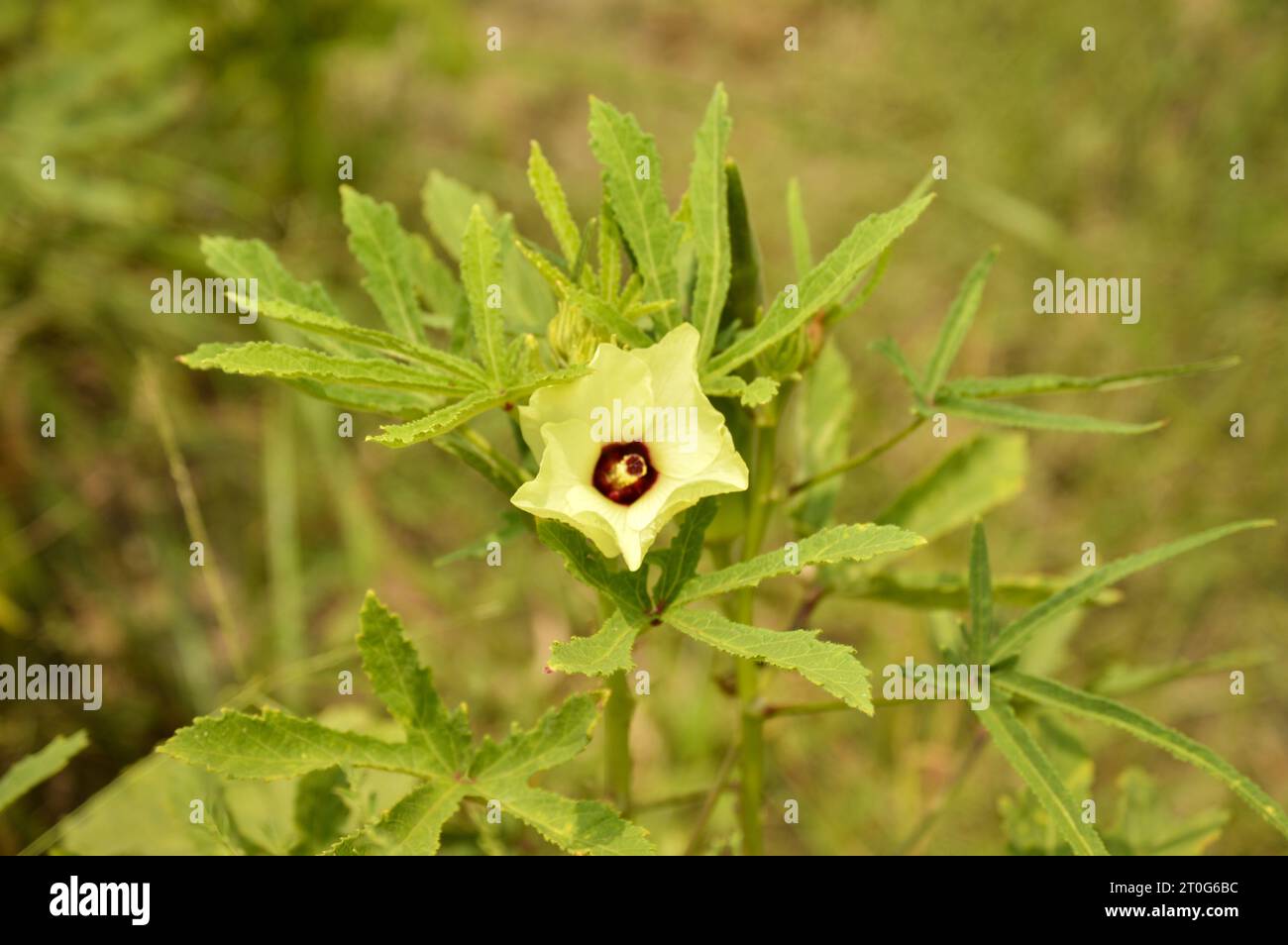 Close up of fresh Bhindi, Lady Fingers,Okra green vegetable Abelmoschus ...
