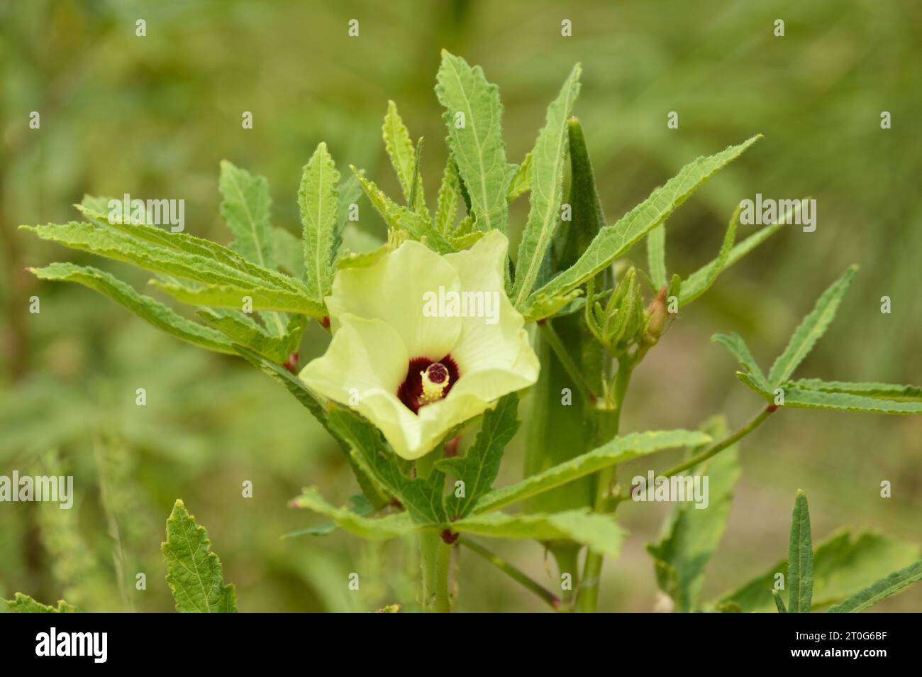 Close up of fresh Bhindi, Lady Fingers,Okra green vegetable Abelmoschus ...