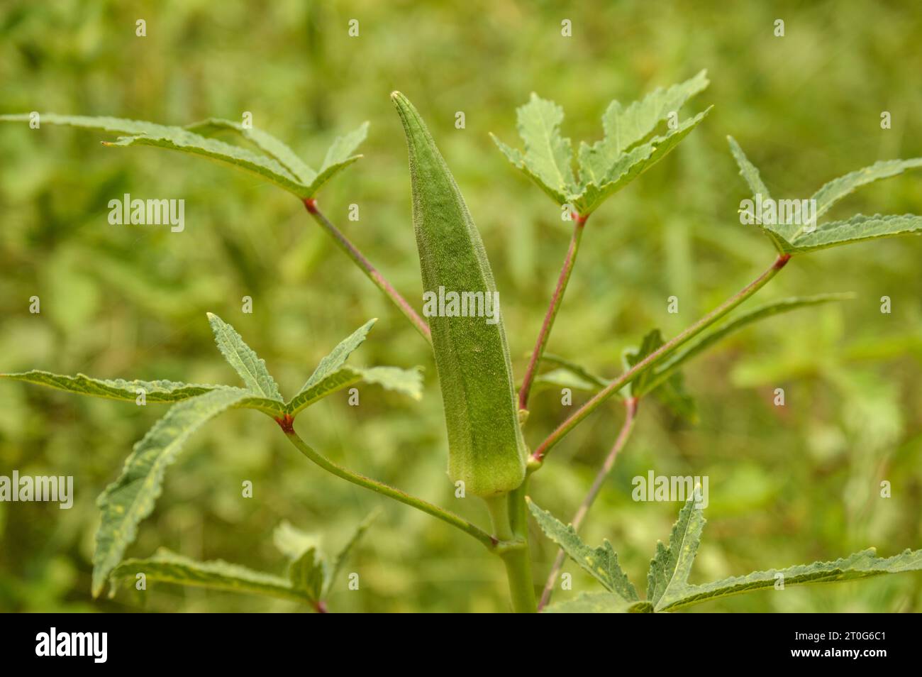 Close up of fresh Bhindi, Lady Fingers,Okra green vegetable Abelmoschus ...