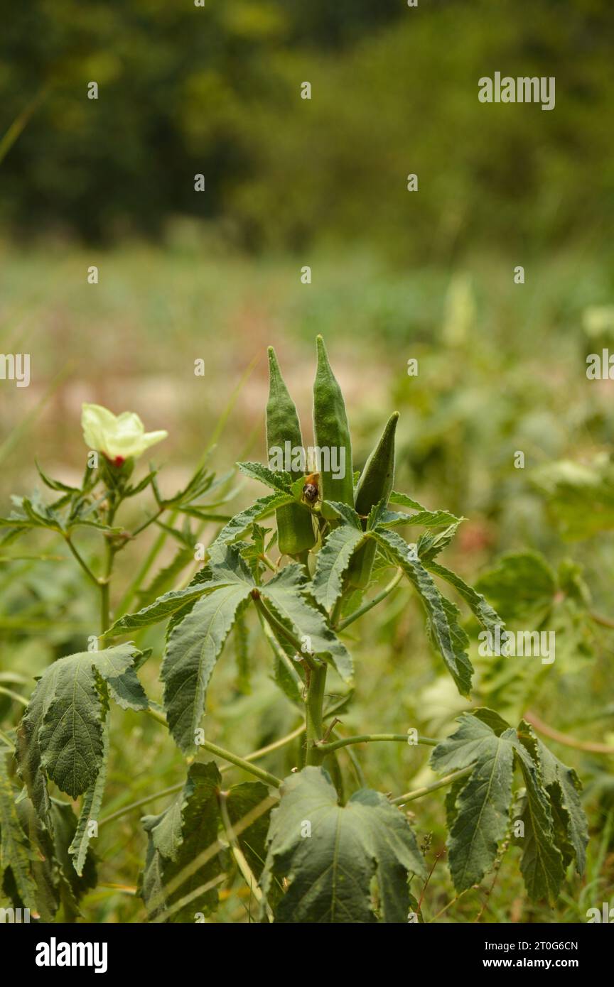 Close up of fresh Bhindi, Lady Fingers,Okra green vegetable Abelmoschus ...