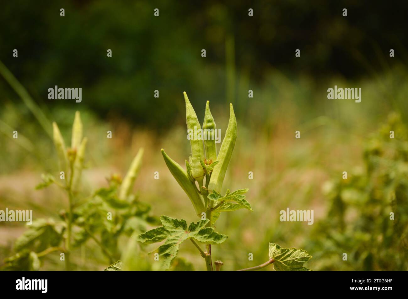 Close up of fresh Bhindi, Lady Fingers,Okra green vegetable Abelmoschus ...
