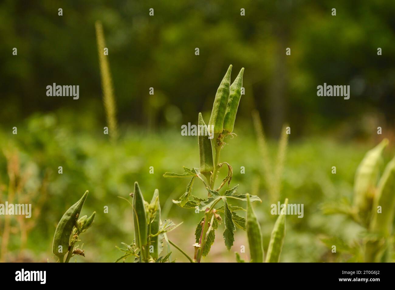 Close up of fresh Bhindi, Lady Fingers,Okra green vegetable Abelmoschus ...