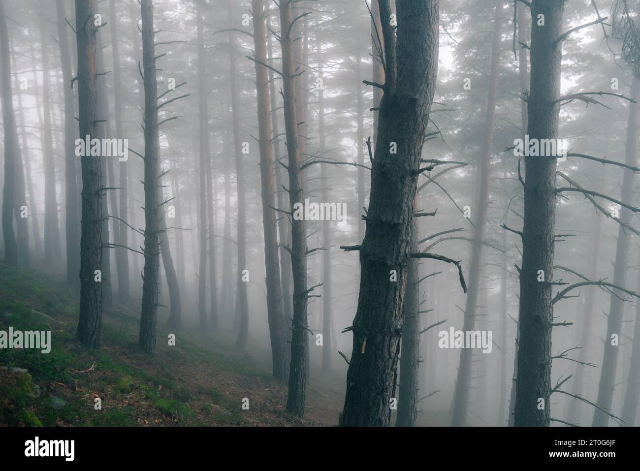 very mysterious and desolate atmosphere on a gloomy day in the dark ...