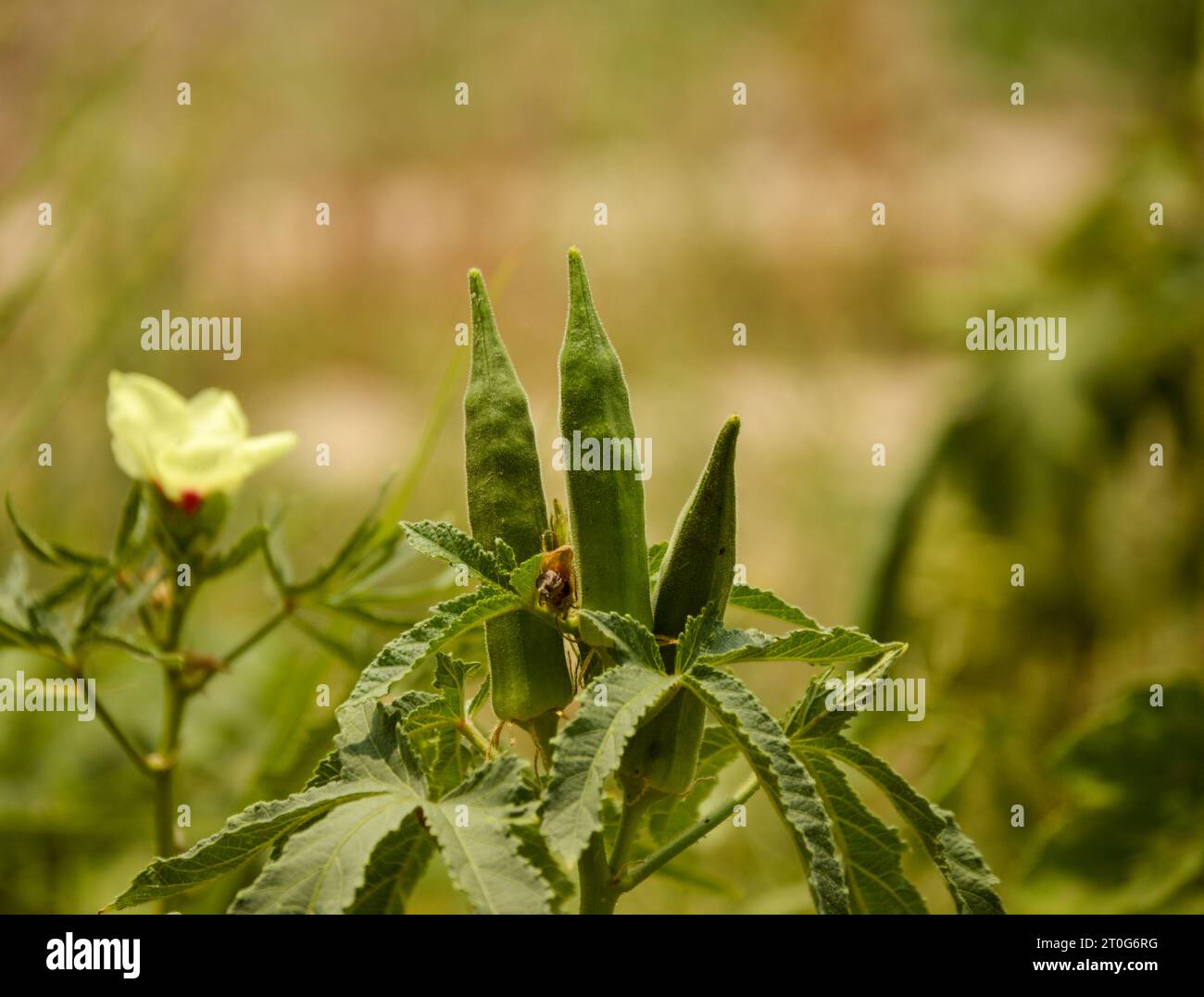Close up of fresh Bhindi, Lady Fingers,Okra green vegetable Abelmoschus ...