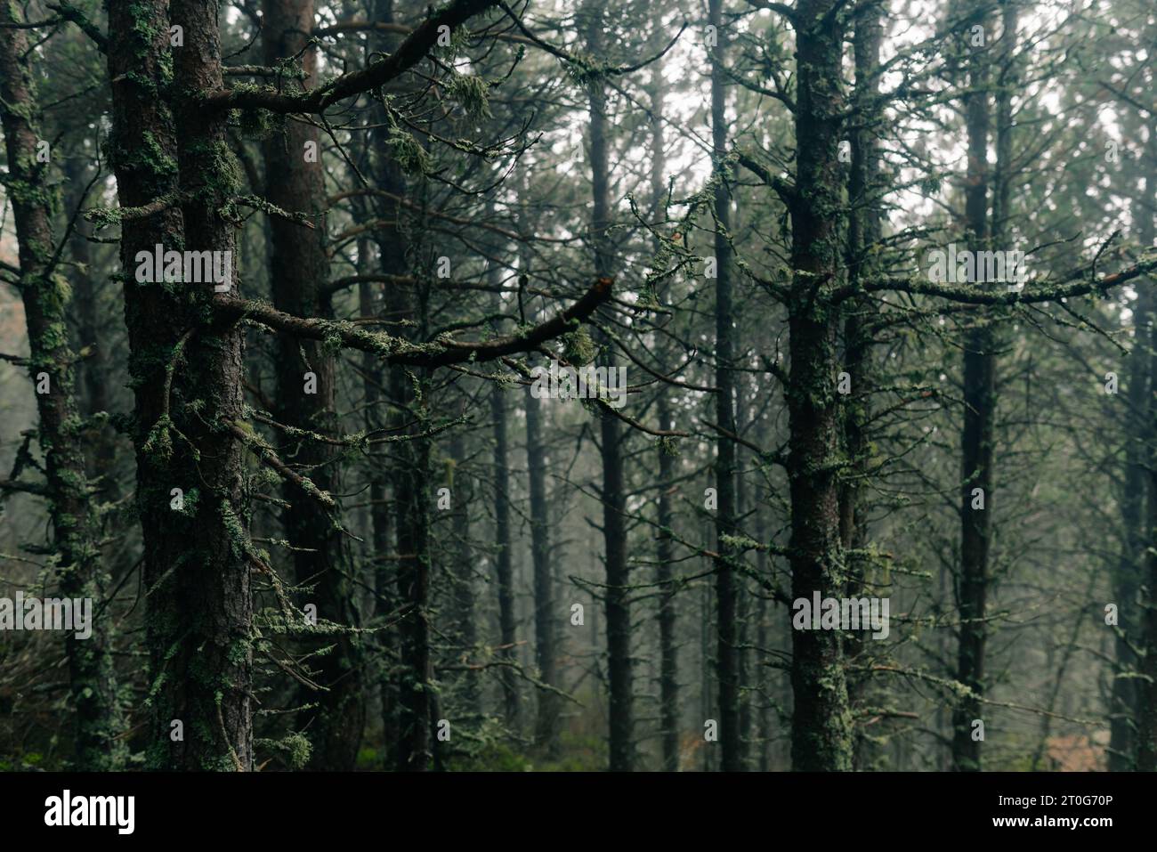 very mysterious and desolate atmosphere on a gloomy day in the dark ...