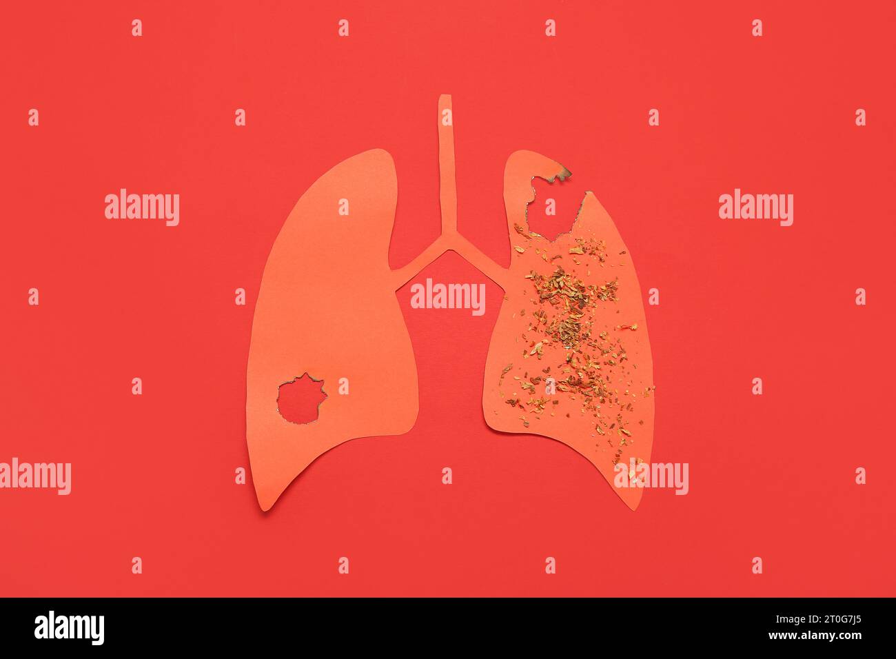 Paper lungs with burnt holes and tobacco on red background. Lung cancer ...