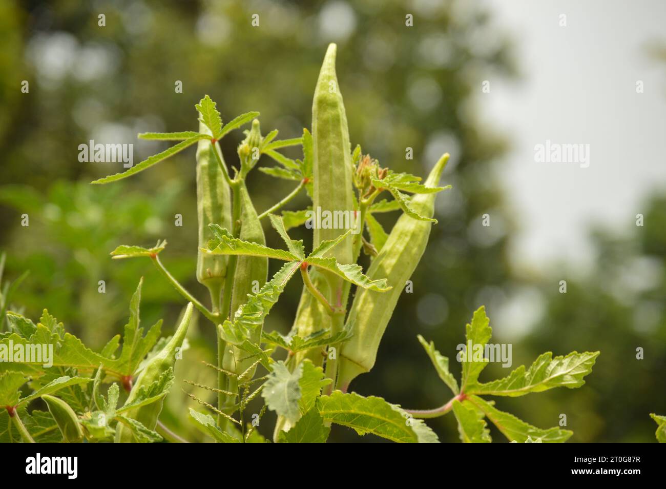 Close up of fresh Bhindi, Lady Fingers,Okra green vegetable Abelmoschus ...