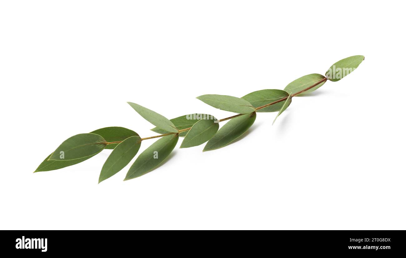 Myrtle (hadas) twig as Sukkot festival symbol on white background Stock ...