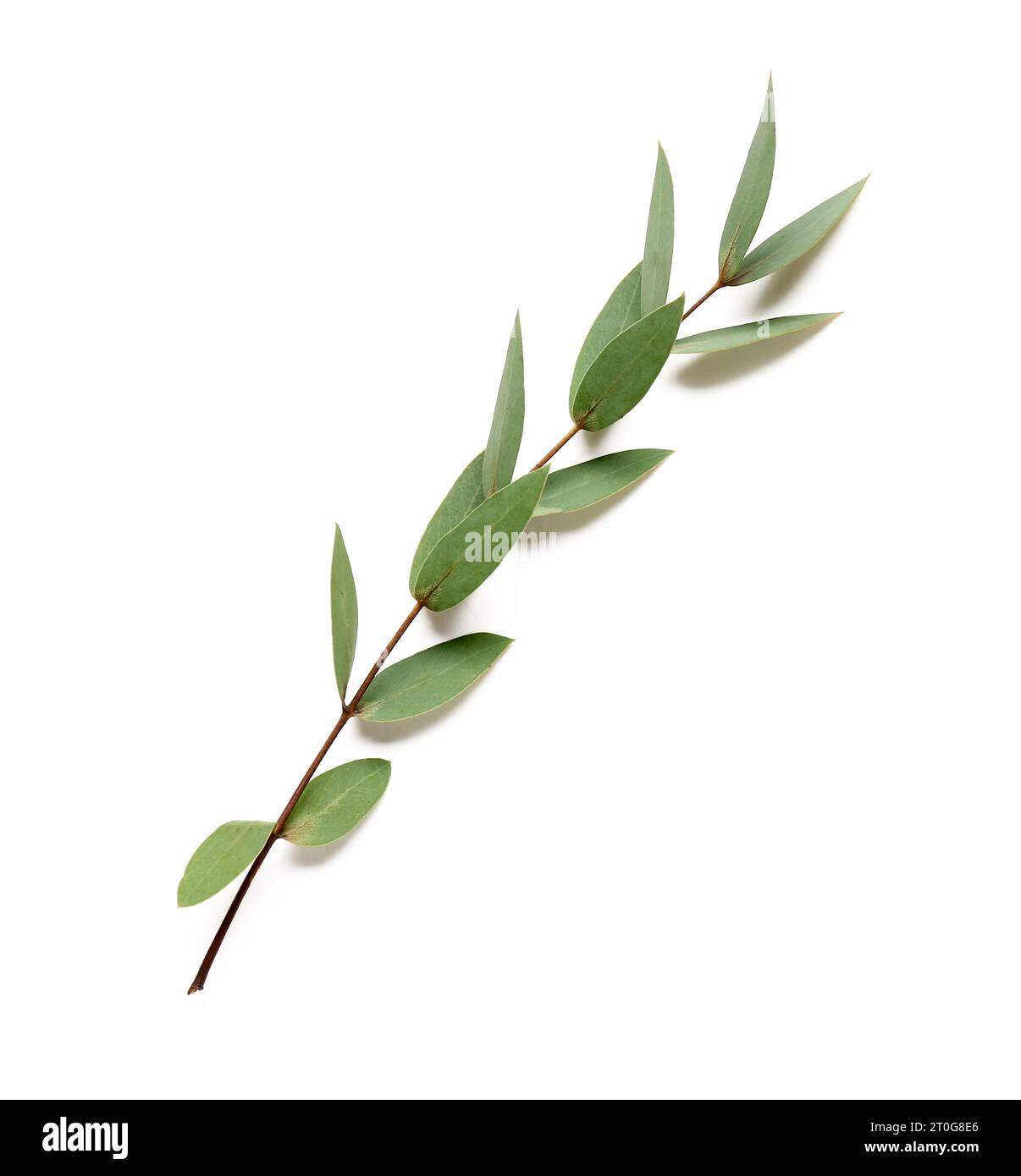 Myrtle (hadas) twig as Sukkot festival symbol on white background Stock ...