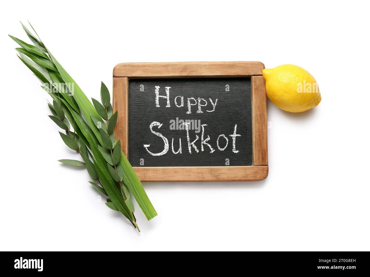 Four species (lulav, hadas, arava, etrog) and chalkboard with text ...