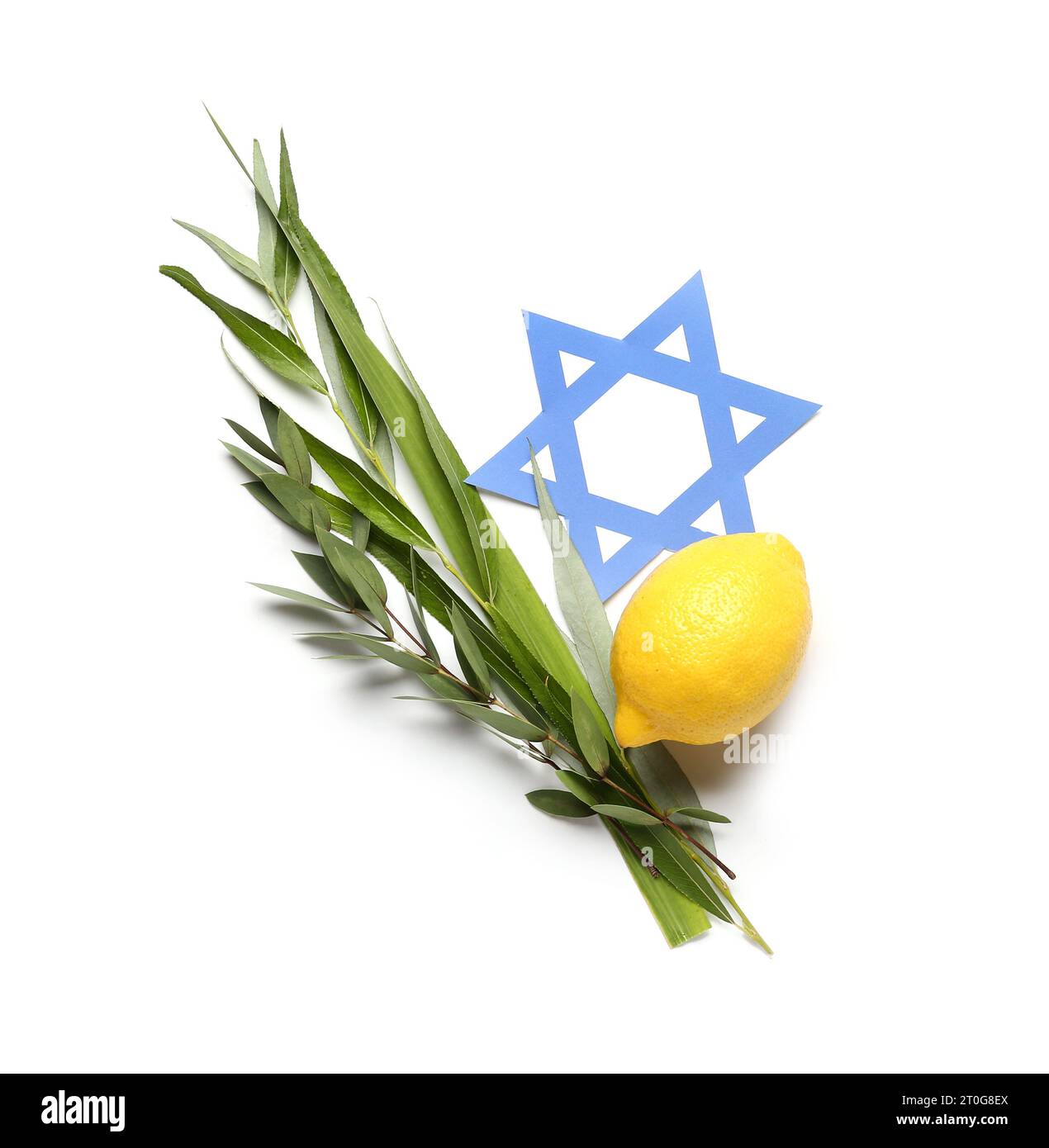 Four species (lulav, hadas, arava, etrog) as Sukkot festival symbols ...