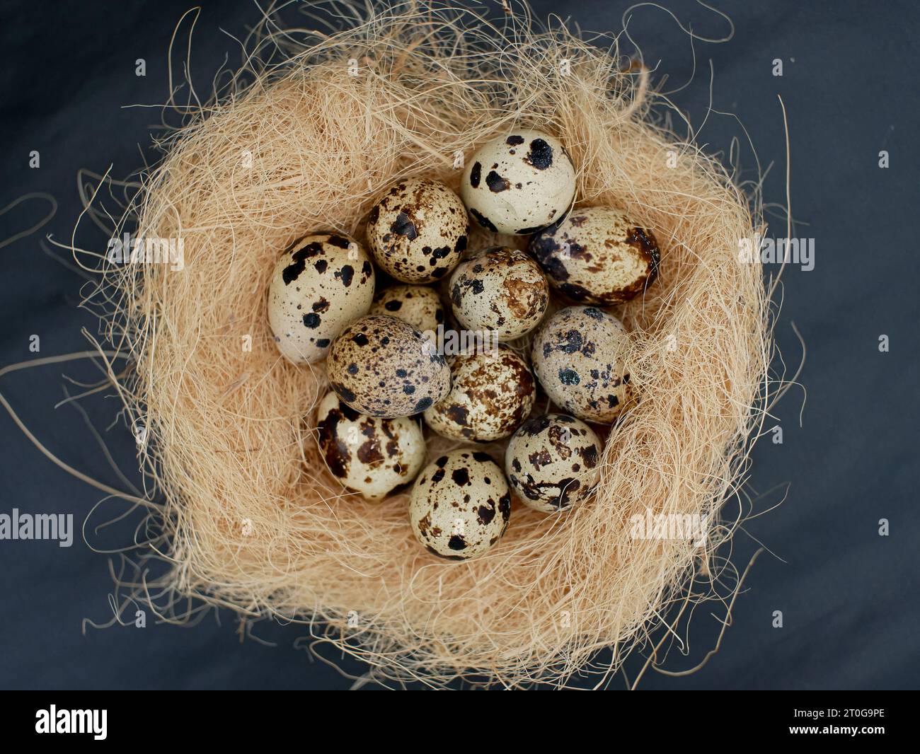 fresh quail eggs on dry straw organic farm concept. top view Stock ...