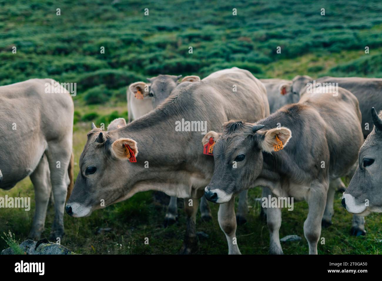 gray cows in the pyrenees. High quality photo Stock Photo - Alamy