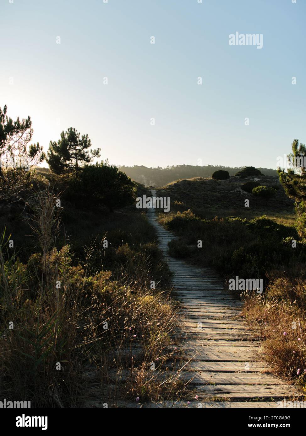 Footpath leading through bushes in a coastal environment Stock Photo ...