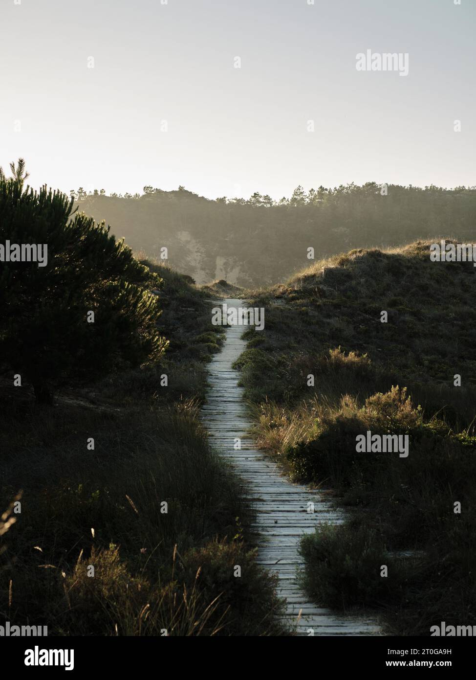 Footpath leading through bushes in a coastal environment Stock Photo ...