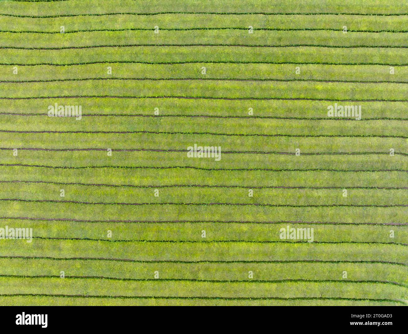 Aerial view of Cha Gorreana tea plantation at Sao Miguel, Azores ...