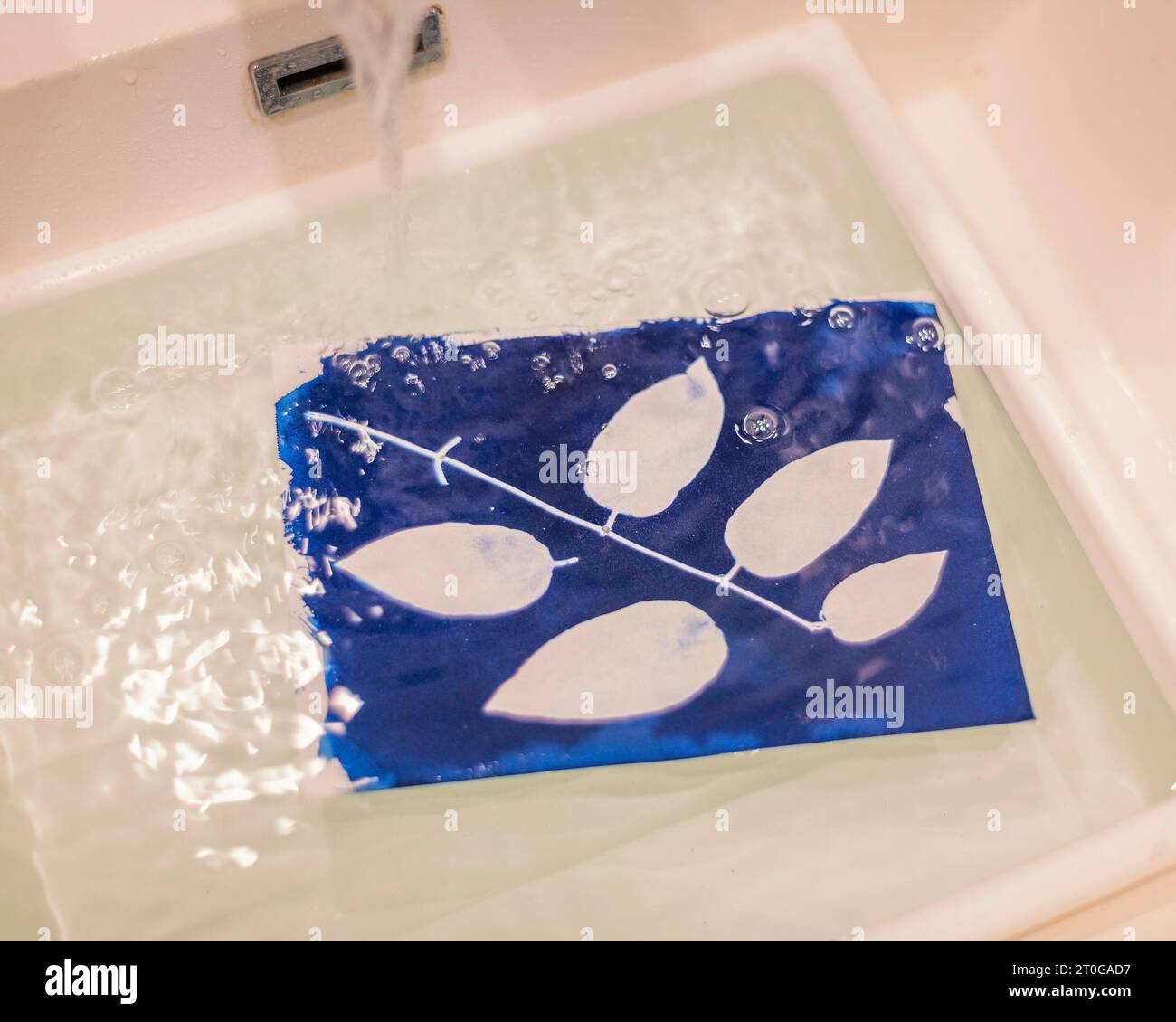 Cyanotype hi-res stock photography and images - Alamy Cyanotype hi-res stock photography and images - Alamy