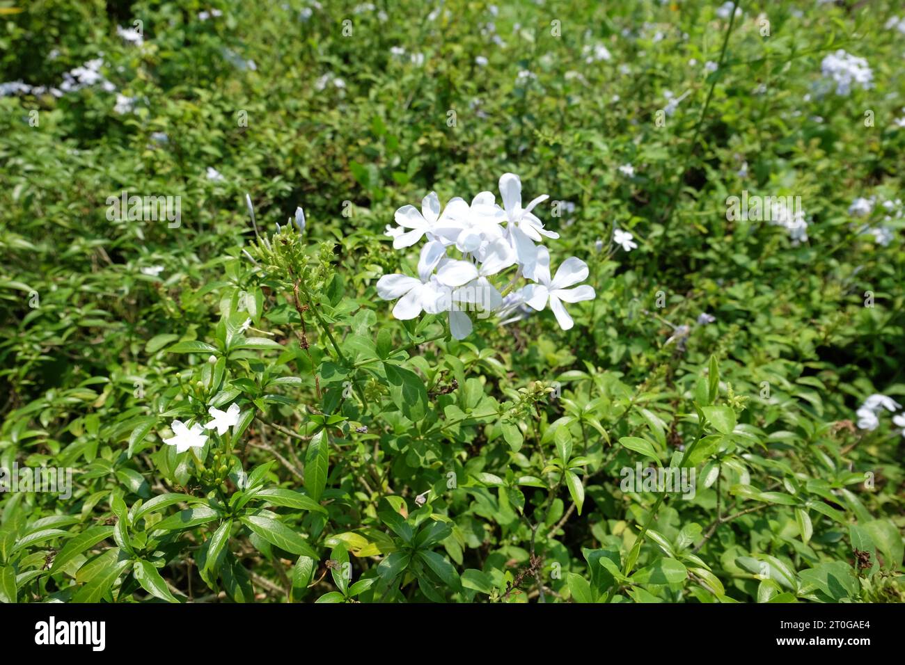 Common Name Plumbago auriculata cape leadwort blue plumbago Cape ...
