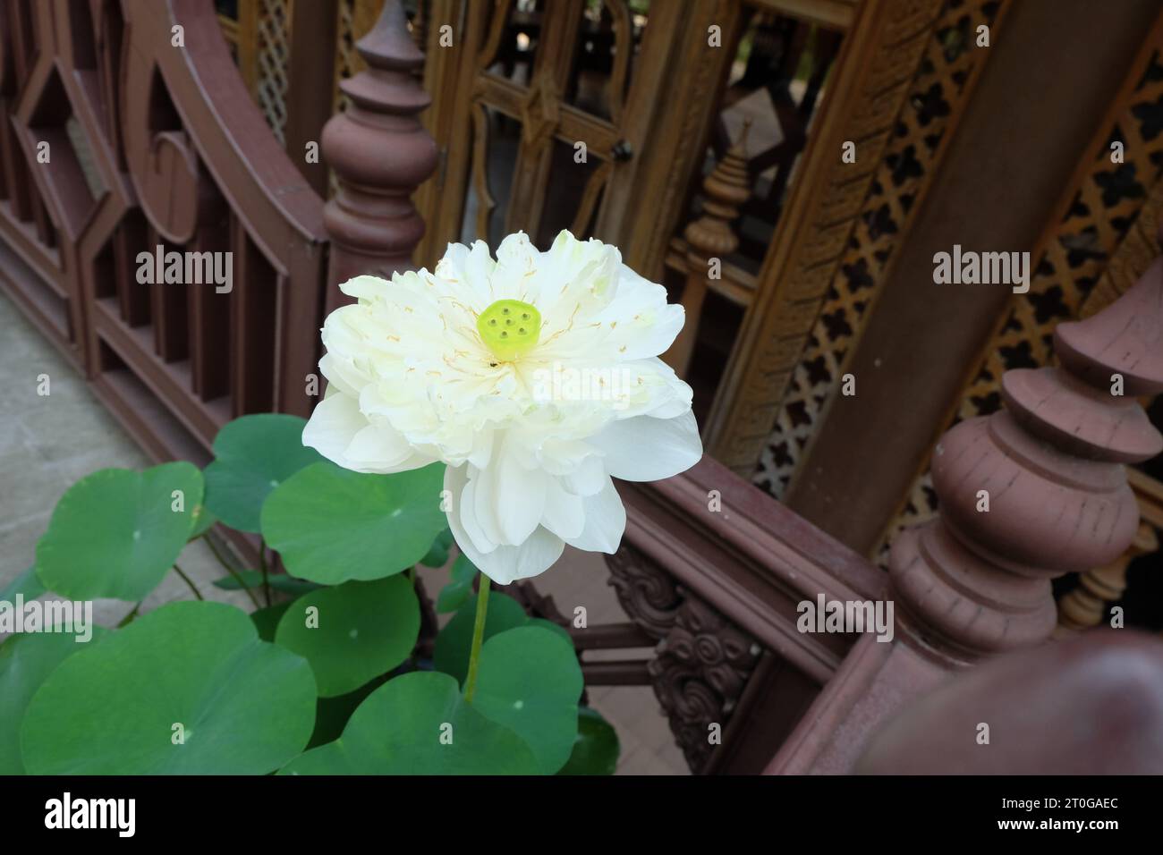 Common Name Nelumbo nucifera Indian Lotus Sacred Lotus Bean of India ...